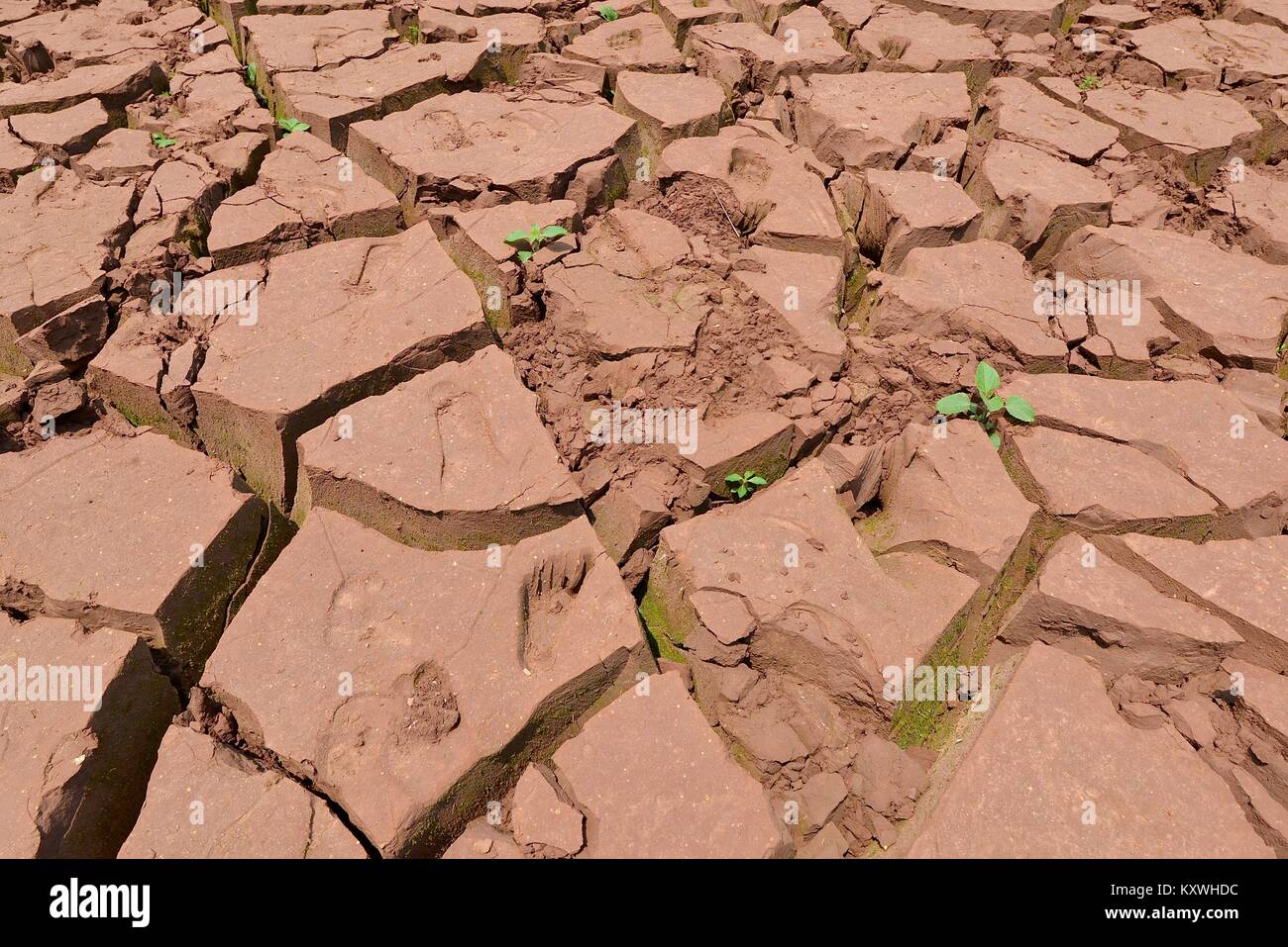 Desert mud hi-res stock photography and images - Alamy