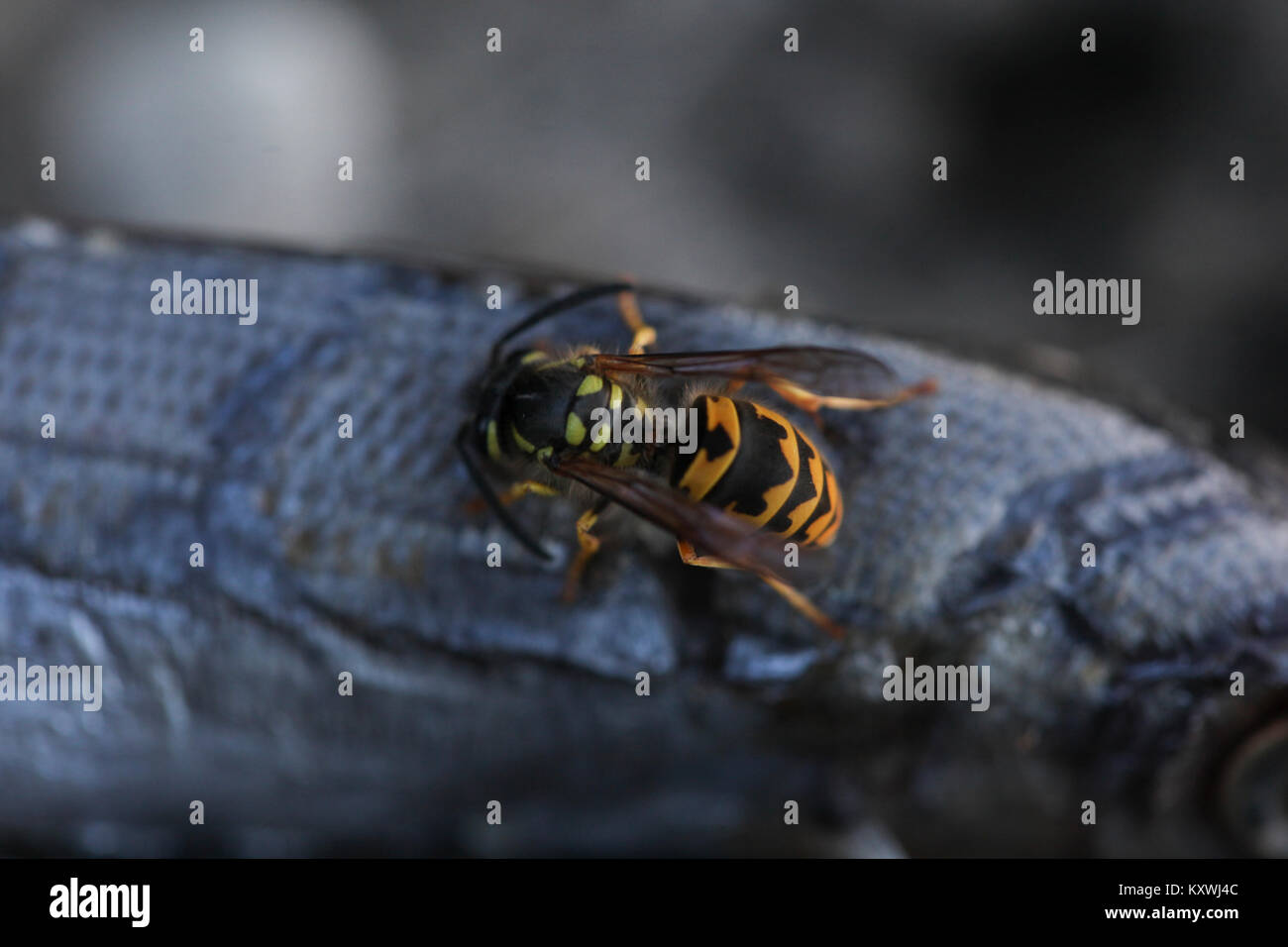 Wasp eating a dead fish Stock Photo - Alamy