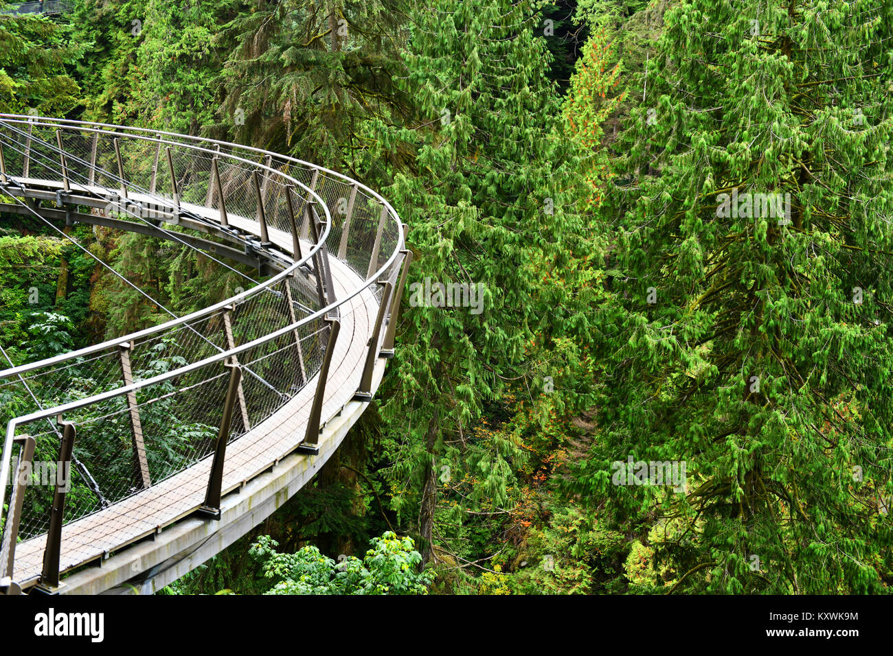 Capilano Cliff Walk through rainforest the popular suspended walkways ...