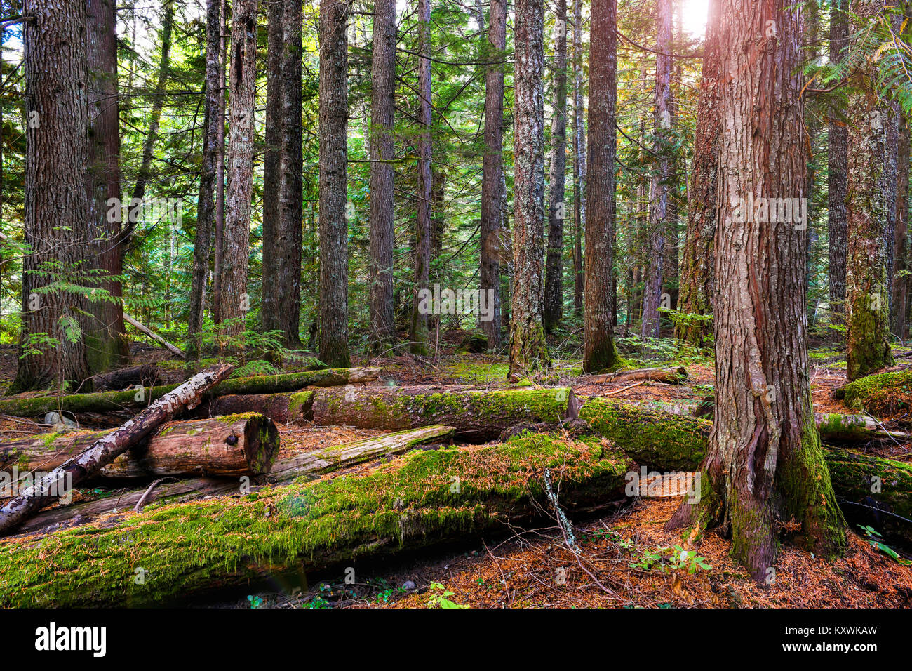 Rain forest in Vancouver , British Columbia, Canada Stock Photo - Alamy