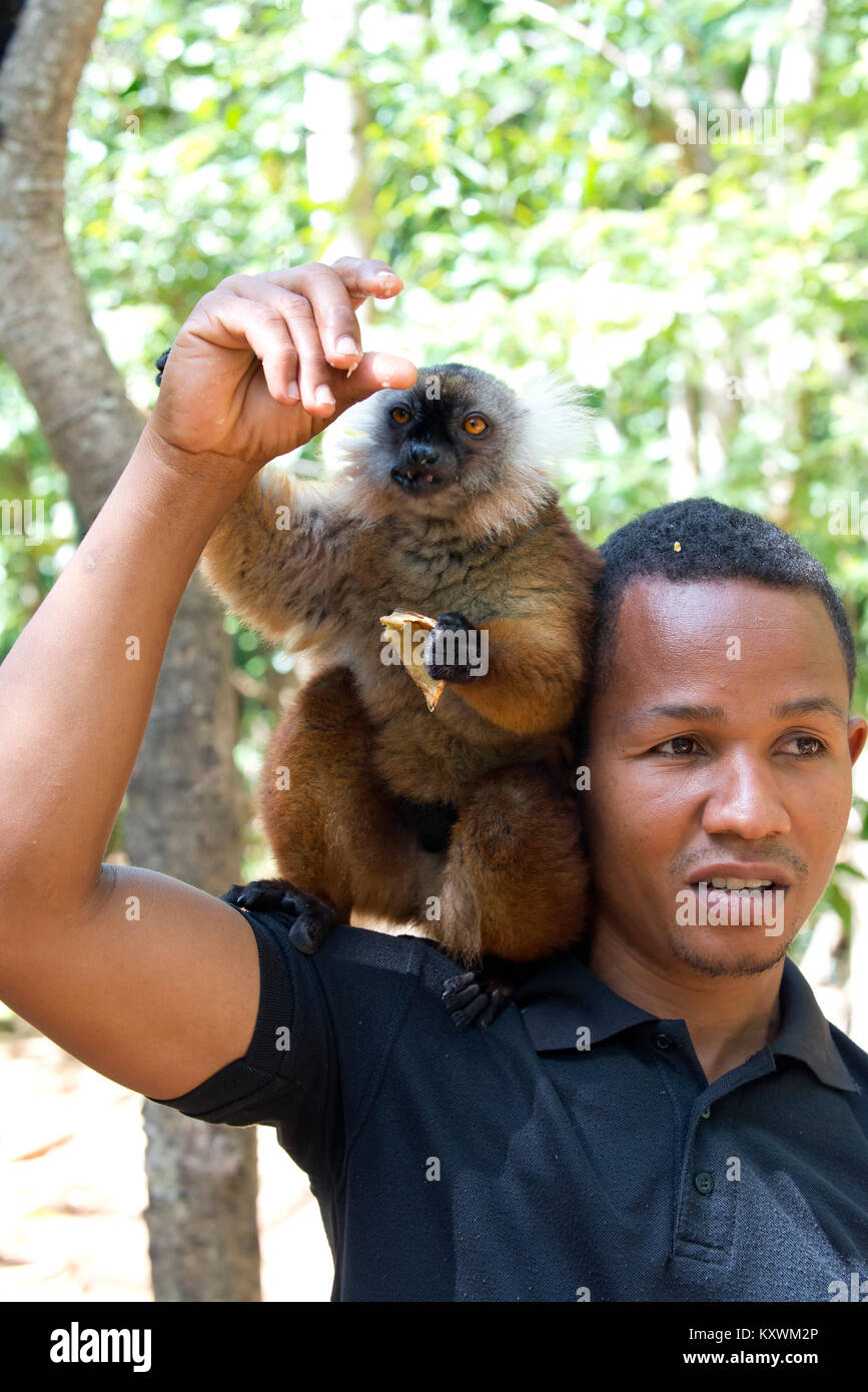 common black lemur (Eulemur macaco) standing on man, Nosy Komba ...