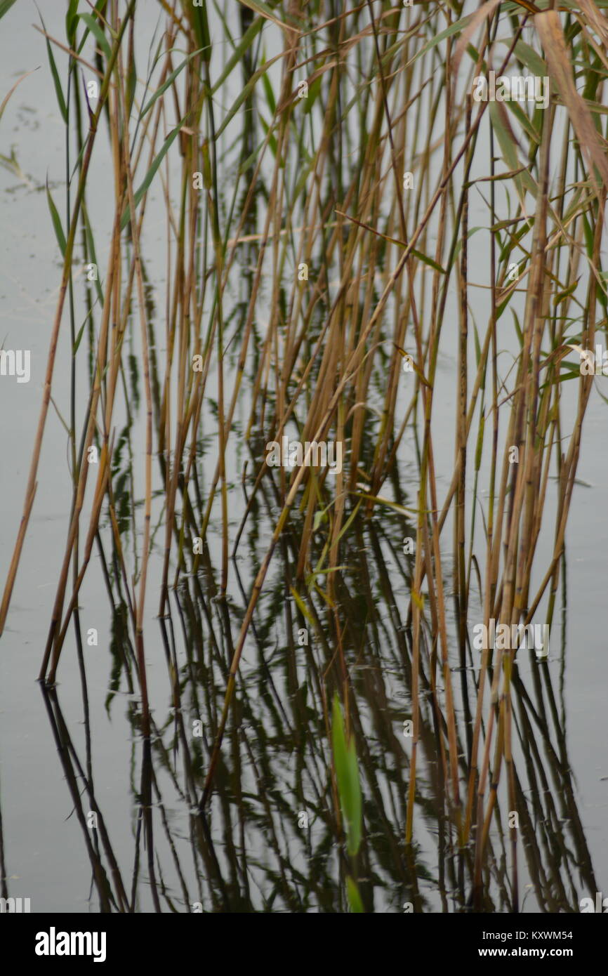 Sedge river hi-res stock photography and images - Alamy