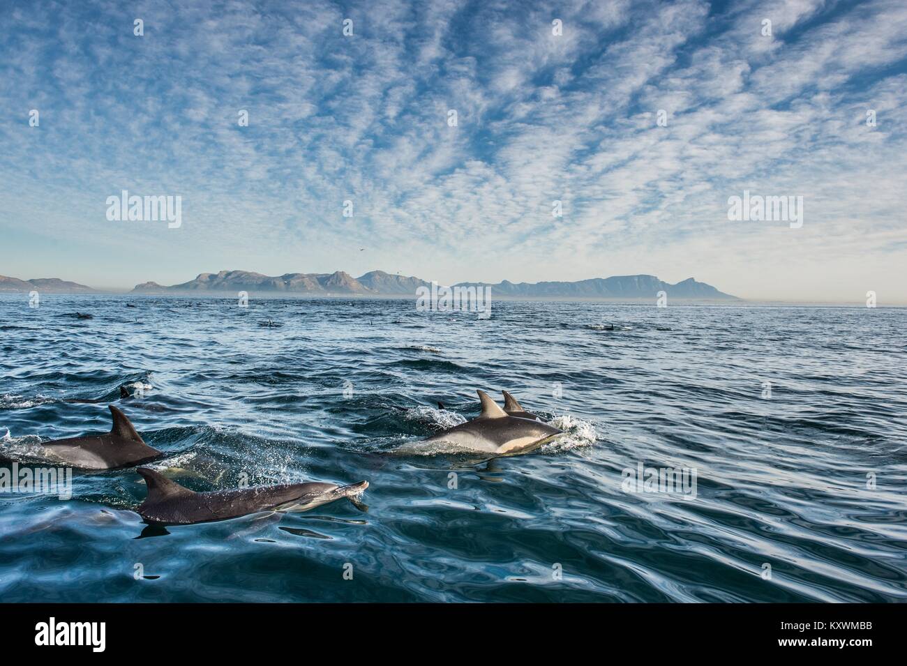 Group of dolphins, swimming in the ocean and hunting for fish. Dolphins ...