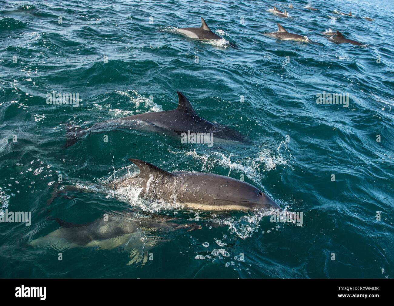 swimming dolphin in the ocean and hunting for fish. Dolphin jumping out ...