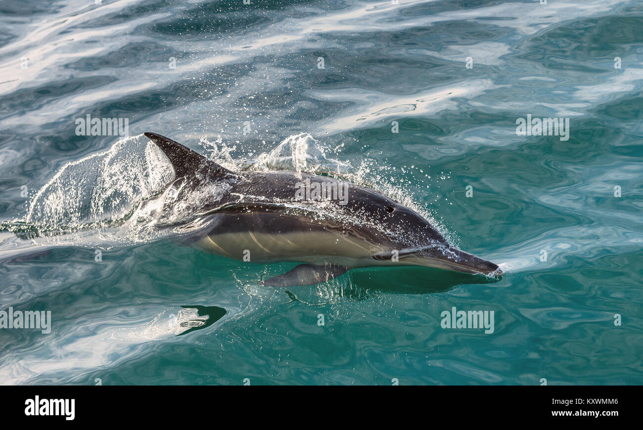 swimming dolphin in the ocean and hunting for fish. Dolphin jumping out ...
