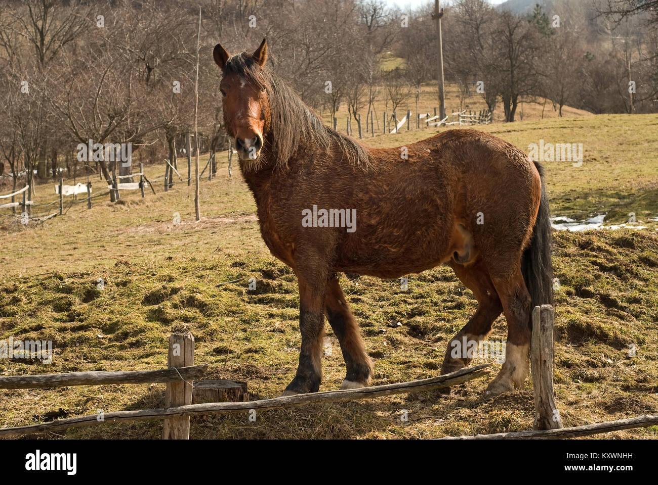 Powerful horse hi-res stock photography and images - Alamy