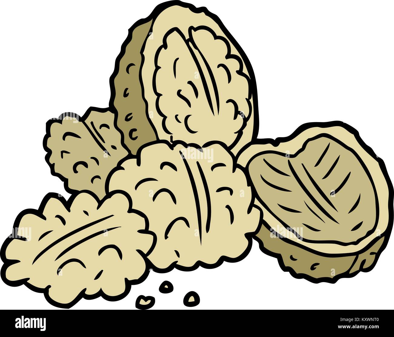 Walnuts shells Stock Vector Images - Alamy