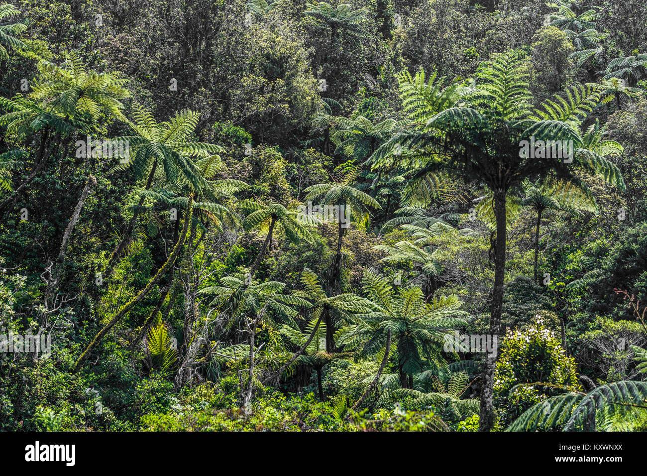 landscape and vegetation of Coromandel pensinsula, New Zealand Stock ...