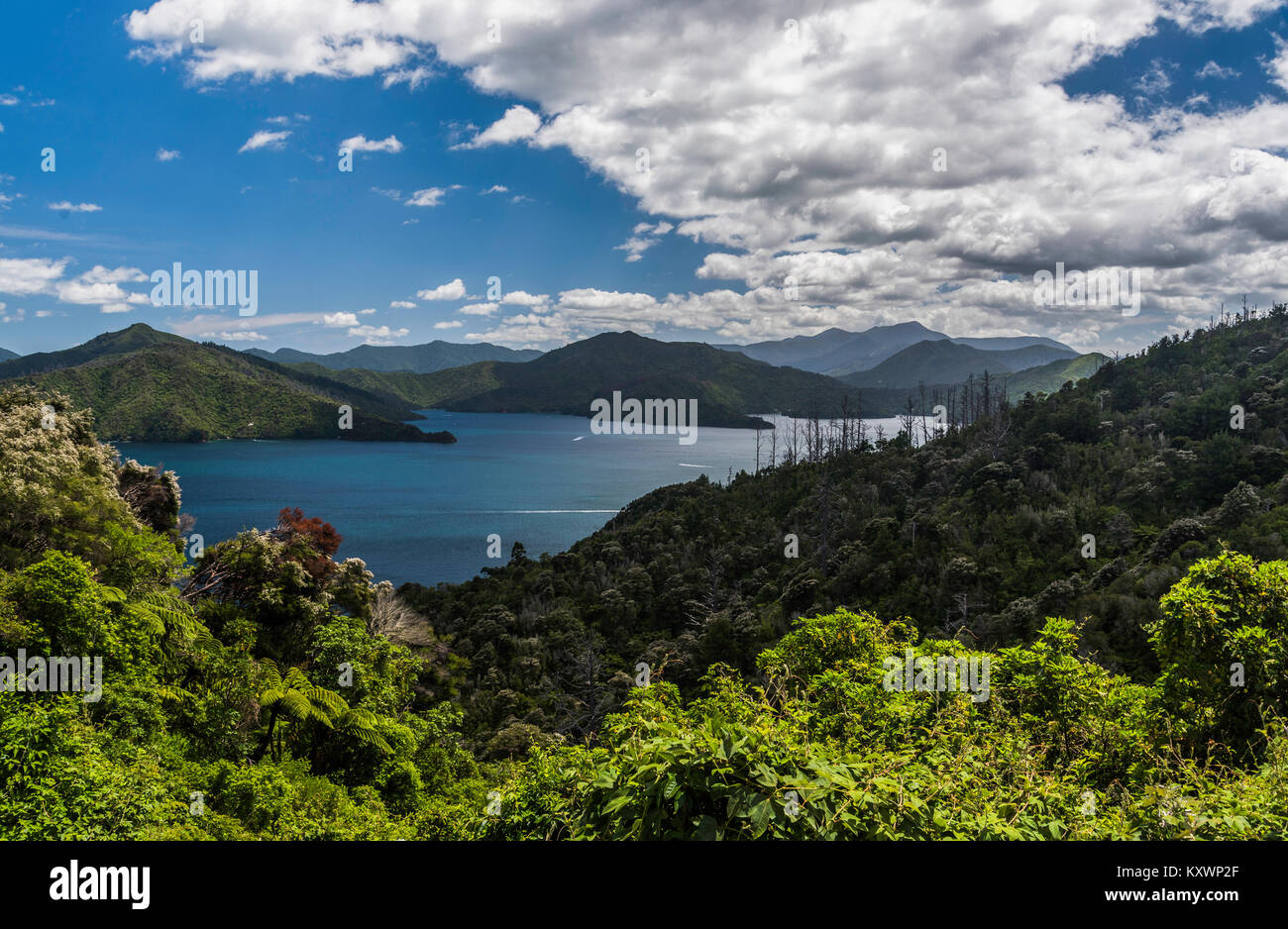 Marlborough sound new zealand hi-res stock photography and images - Alamy
