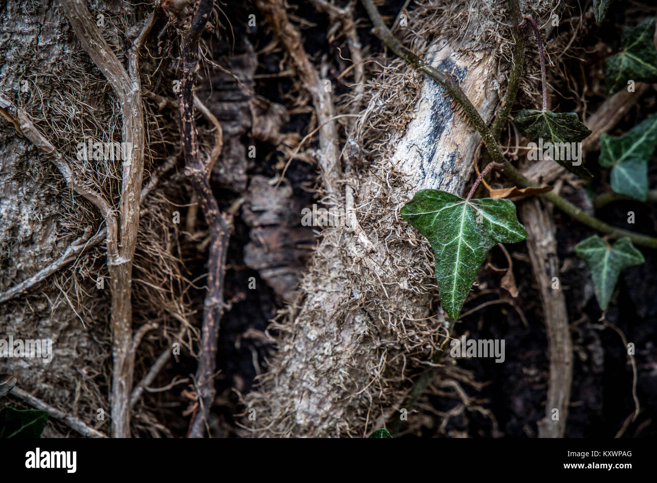 Close up shot vines hi-res stock photography and images - Alamy