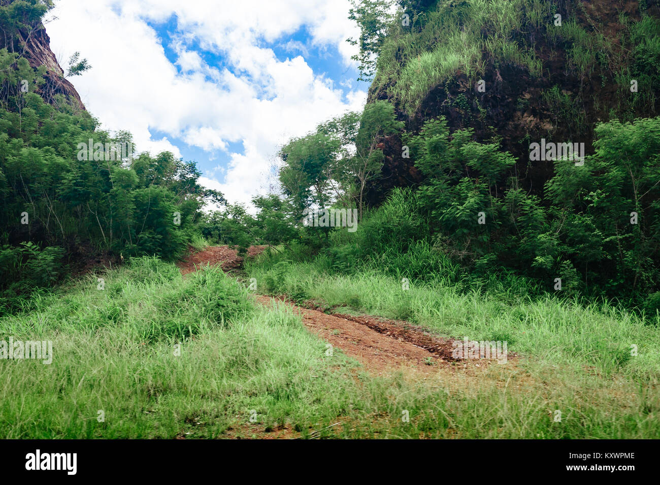 Beautiful vibrant background consisting of trees of the rain forest of ...