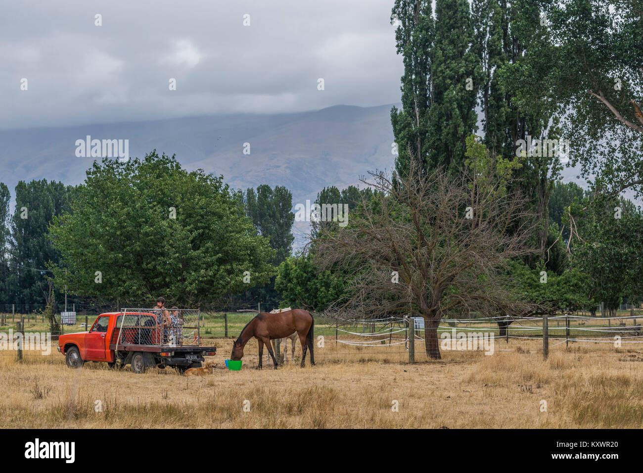 Grazing land new zealand hi-res stock photography and images - Alamy