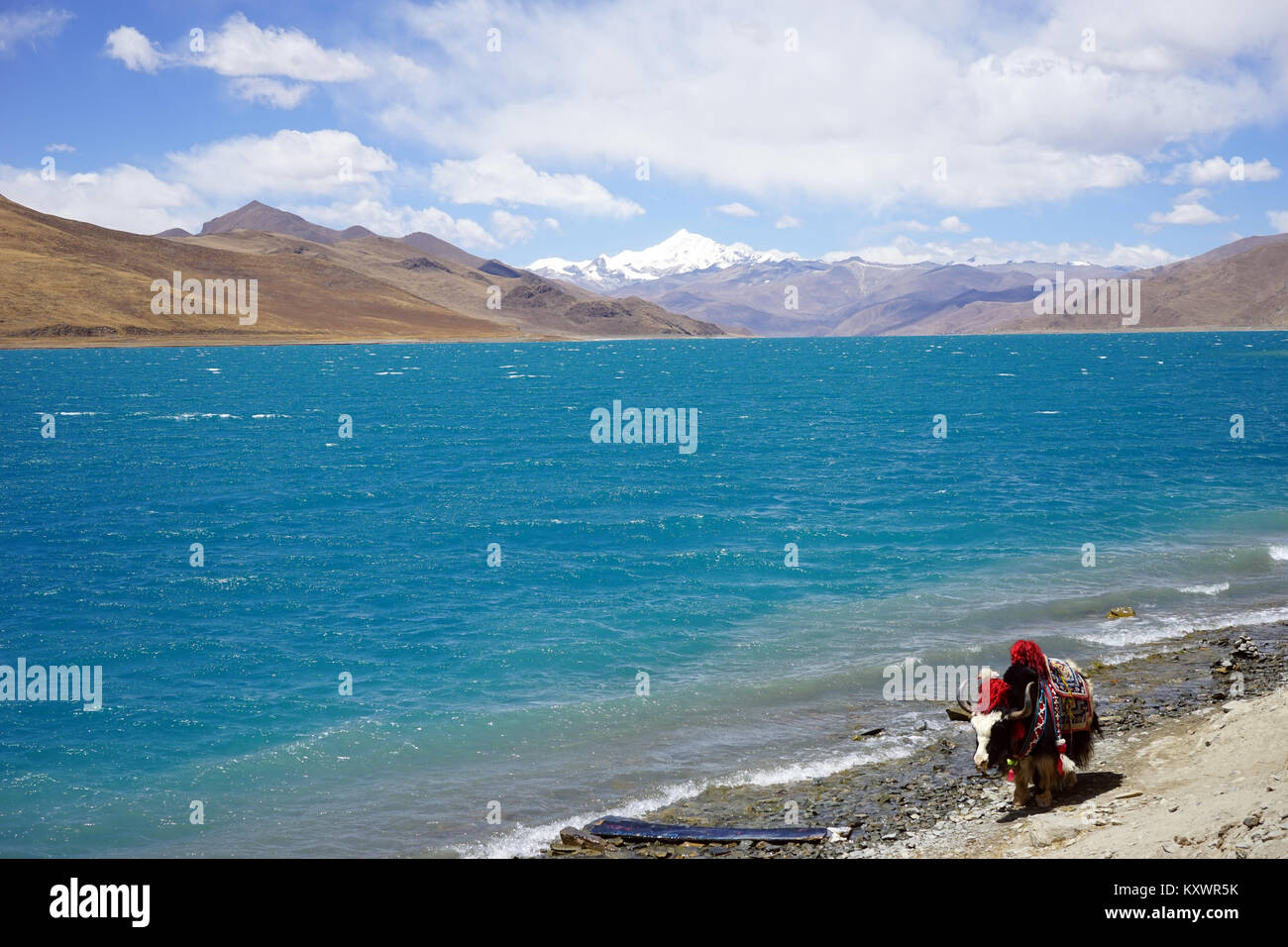 Yamdrok Lake and yak in Tibet Stock Photo - Alamy
