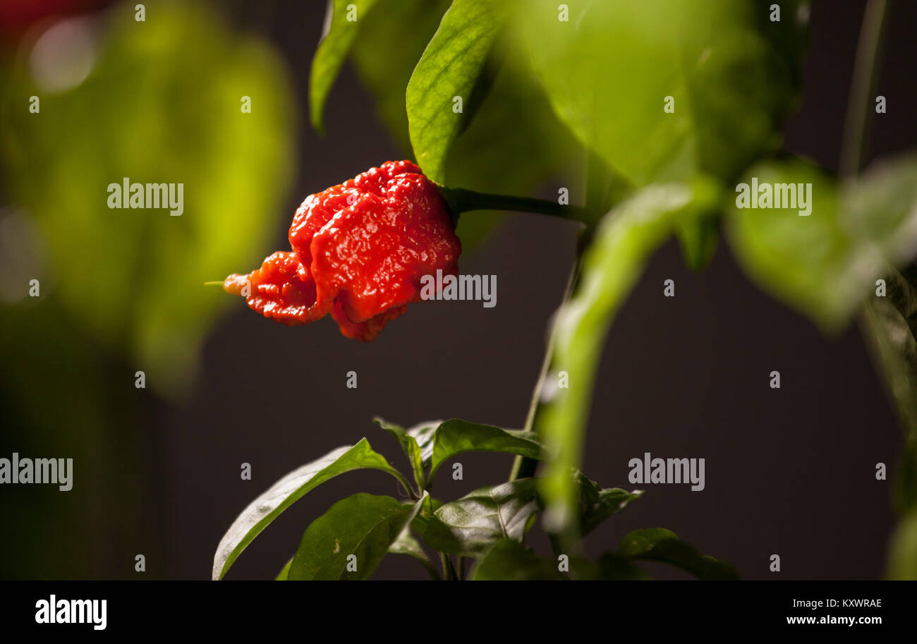 The Carolina Reaper (Capsicum chinense). world's hottest chilli hot ...