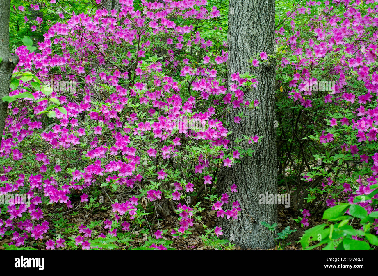Azalea Collection, National Arboretum, Washington DC Stock Photo - Alamy