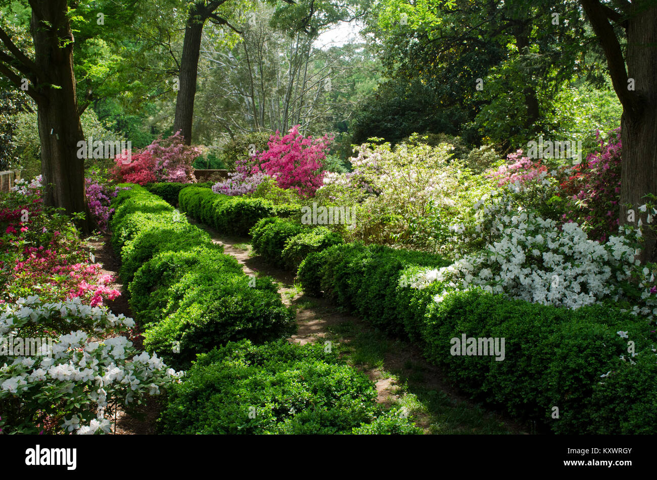 Azalea Collection, National Arboretum, Washington DC Stock Photo - Alamy