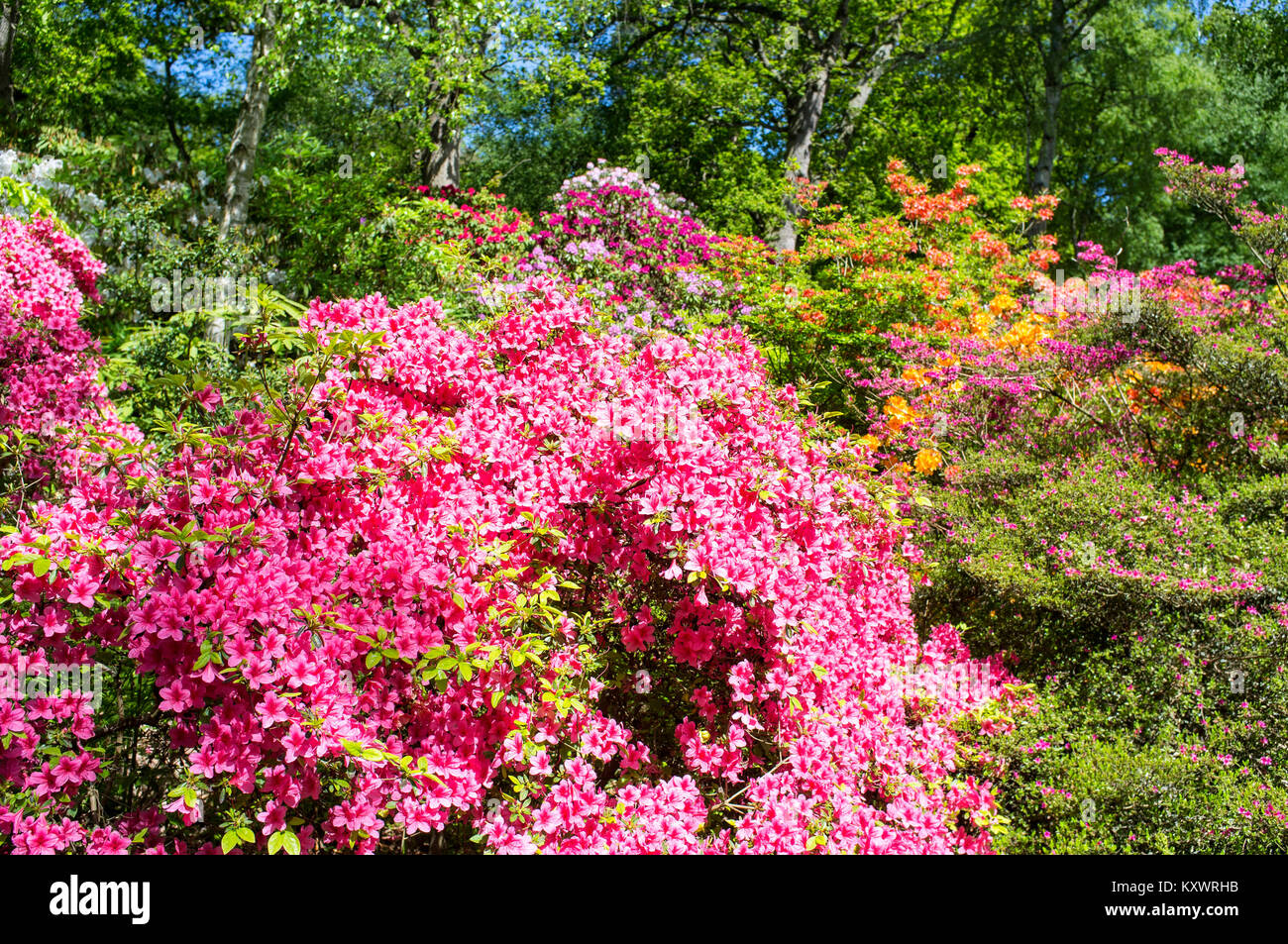 RHODODENDRONS AND AZALEAS IN WOODLAND GARDENS Stock Photo - Alamy