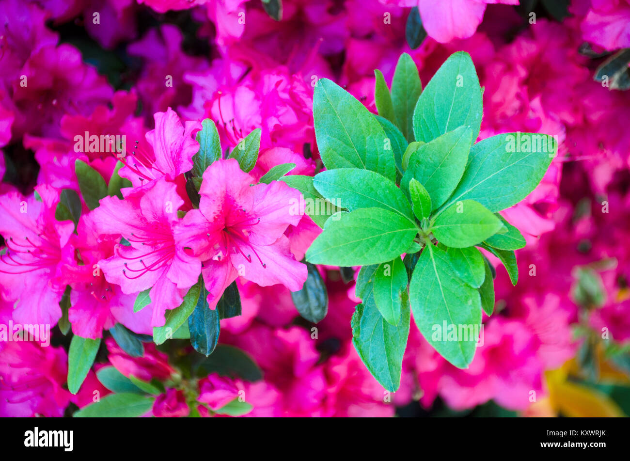 Azalea bush hi-res stock photography and images - Alamy
