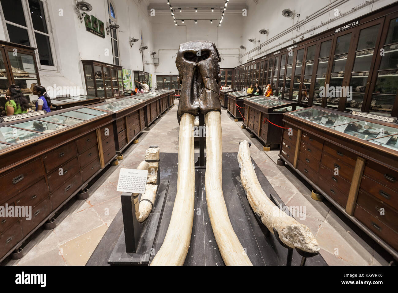 KOLKATA, INDIA - NOVEMBER 24, 2015: The Indian Museum interior. It is ...