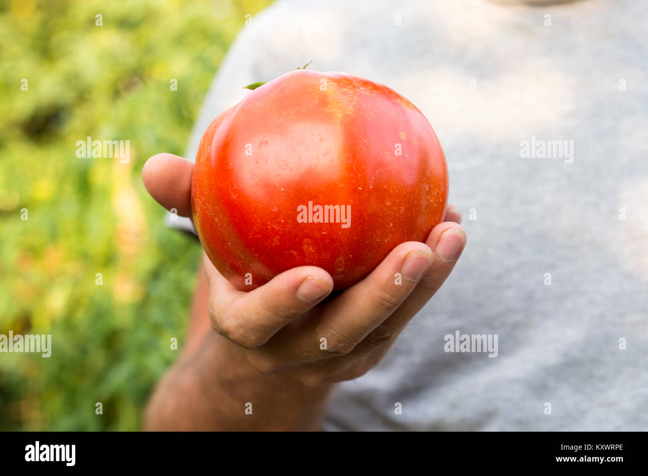 Hand holding large homegrown tomato Stock Photo - Alamy