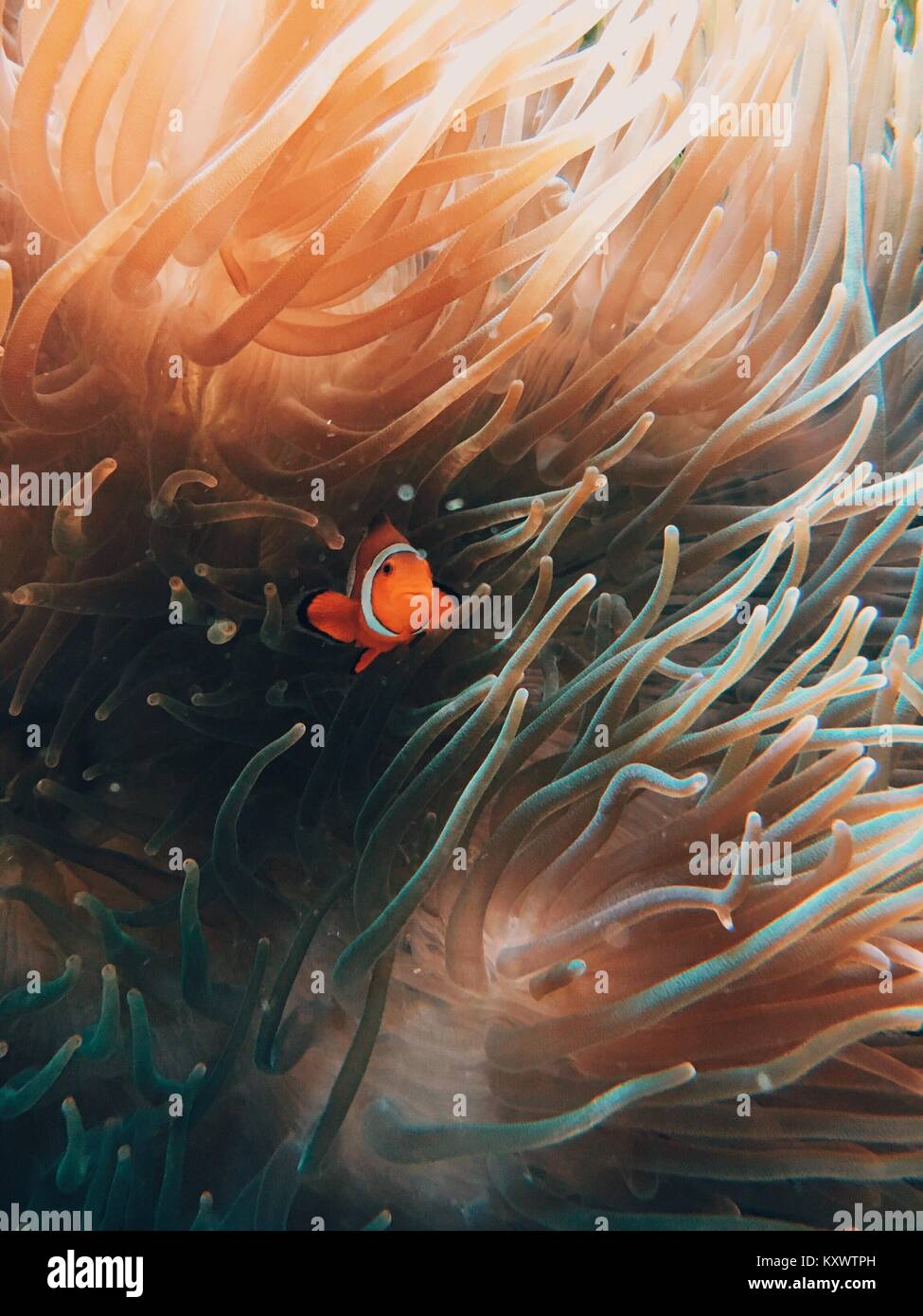 London zoo fish hi-res stock photography and images - Alamy