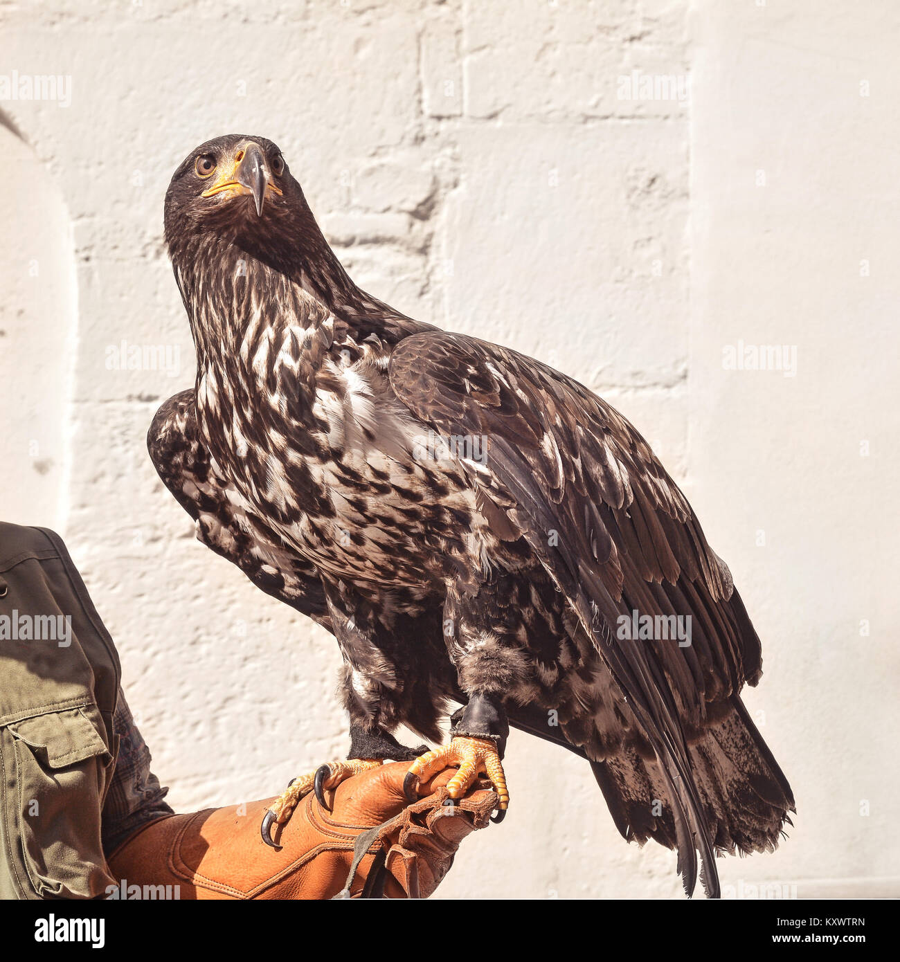 young withe tailed eagle sitting on handler's hand Stock Photo - Alamy