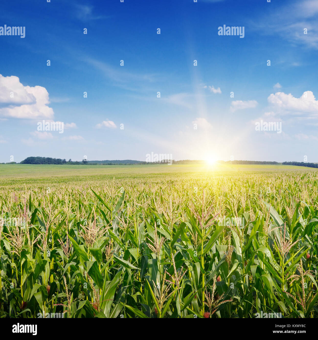 sunrise over the corn field Stock Photo - Alamy