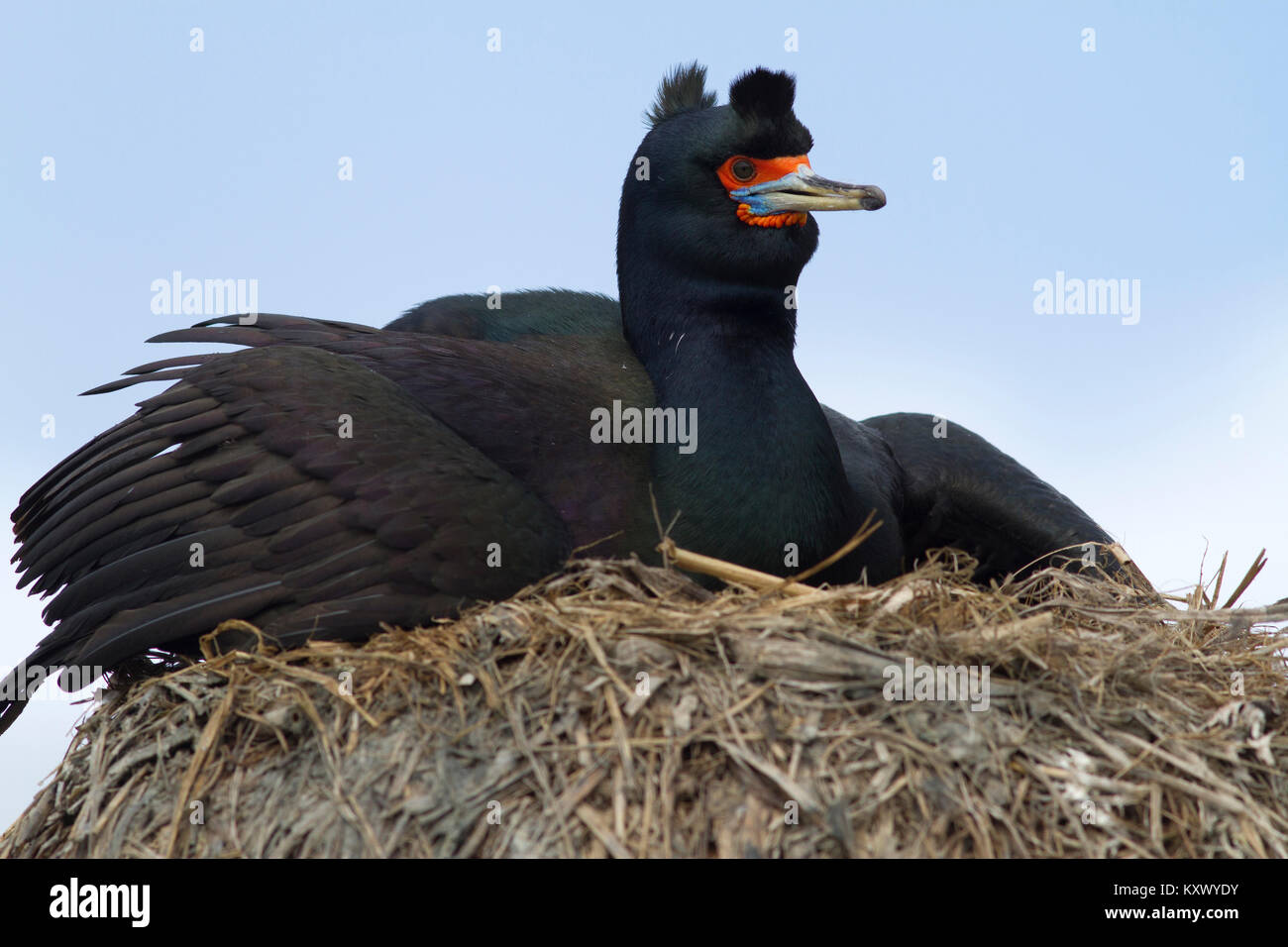 Menacing Pose High Resolution Stock Photography and Images - Alamy