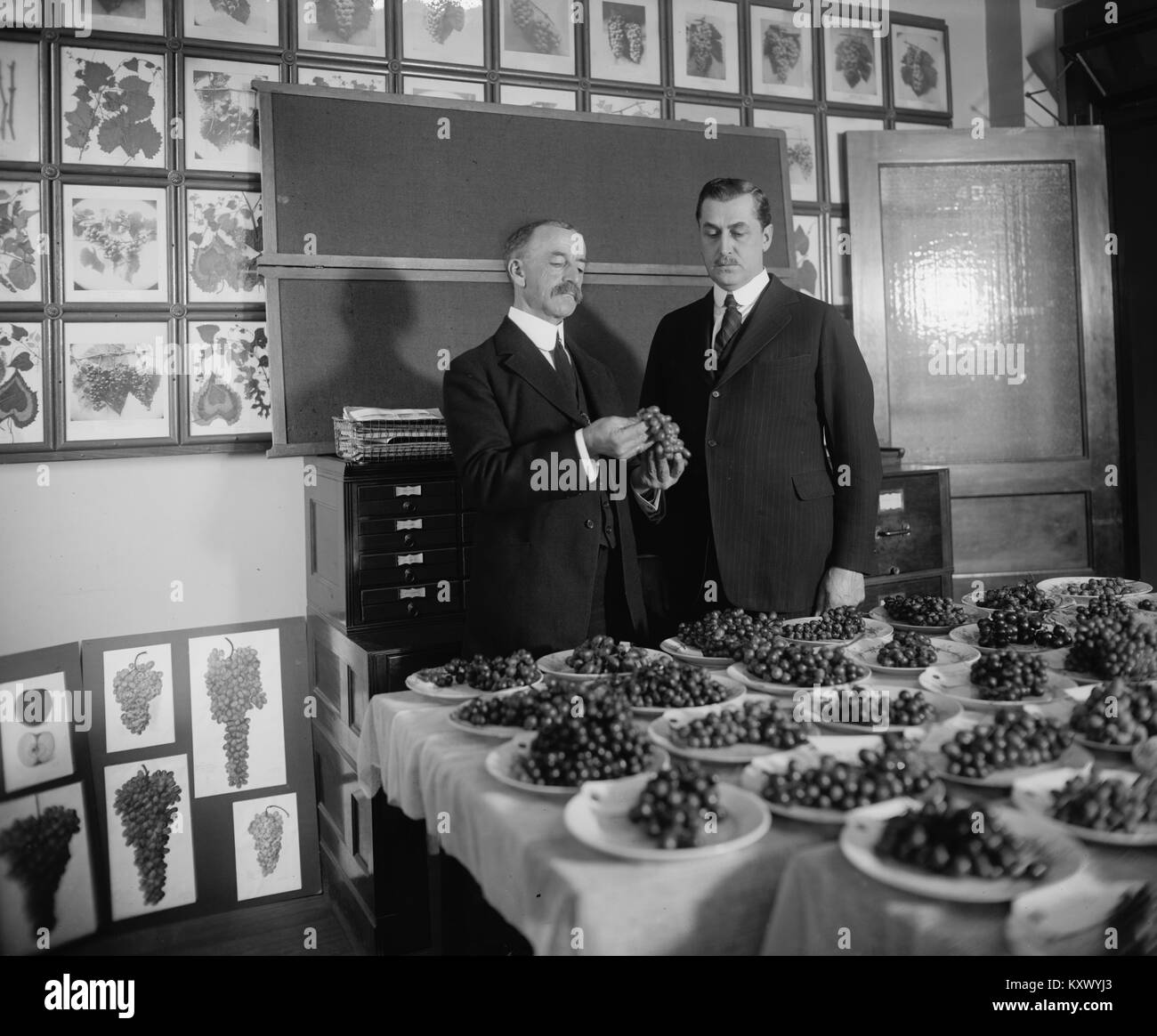 Grapes of harvest Black and White Stock Photos & Images - Alamy