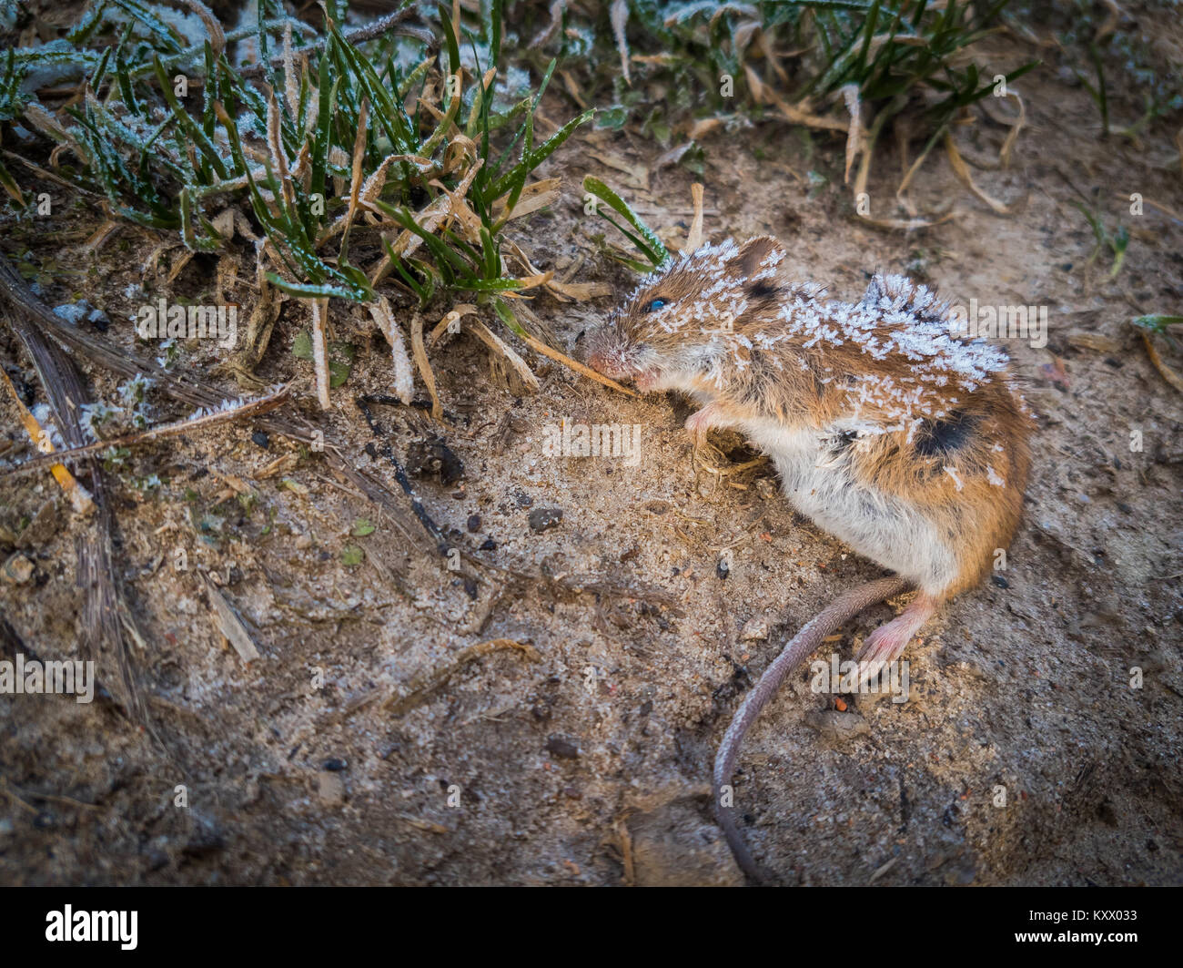 Dead mouse lying on the ground Stock Photo - Alamy