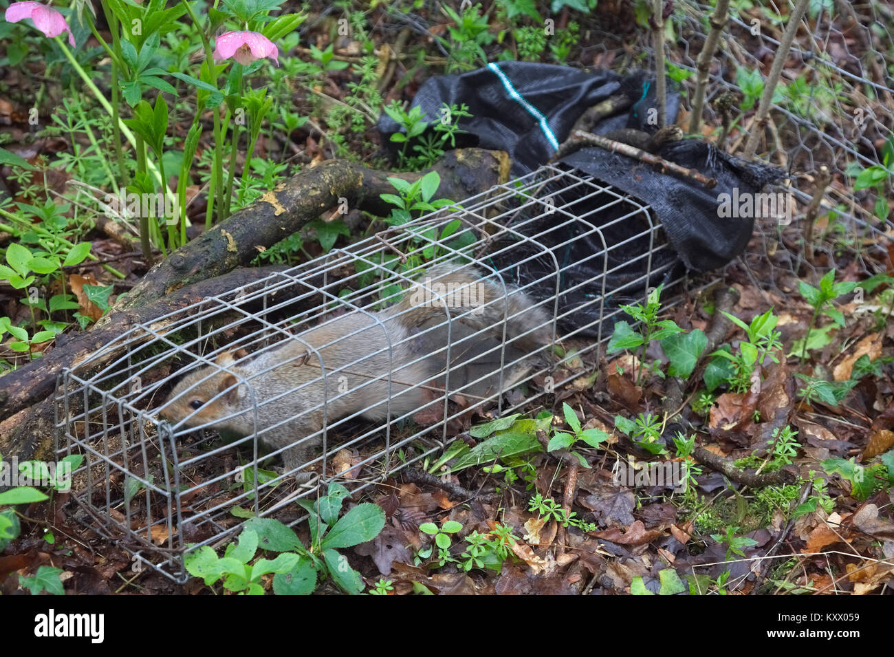 Sciurus carolinensis - Grey Squirrel - double entry run through trap ...