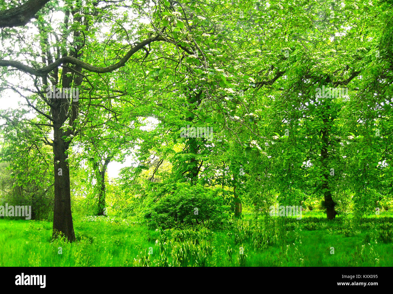 green nature landscape at Edinburgh Scotland park Stock Photo - Alamy