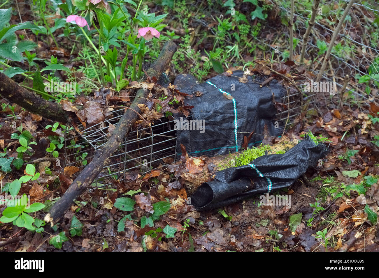 Sciurus carolinensis - Grey Squirrel - double entry run through trap ...