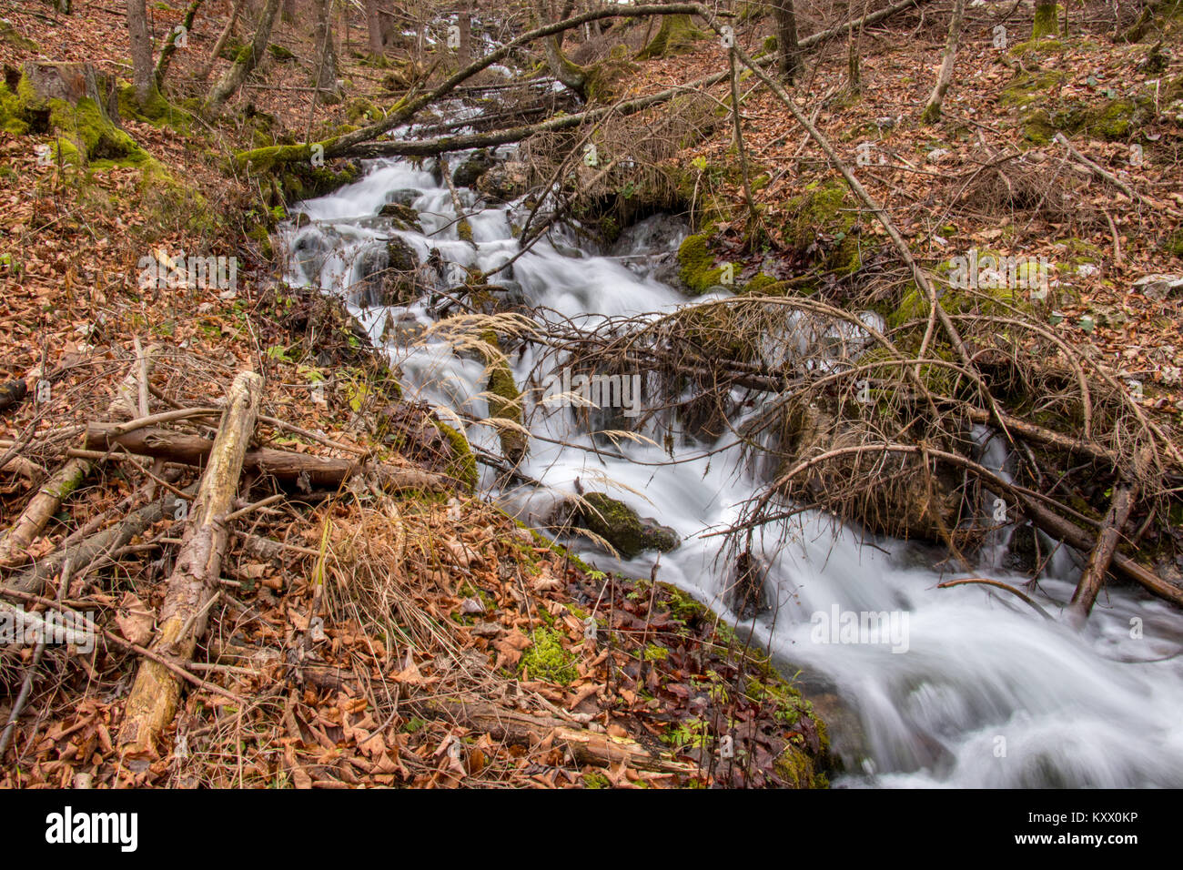 water stream in the forest Stock Photo - Alamy