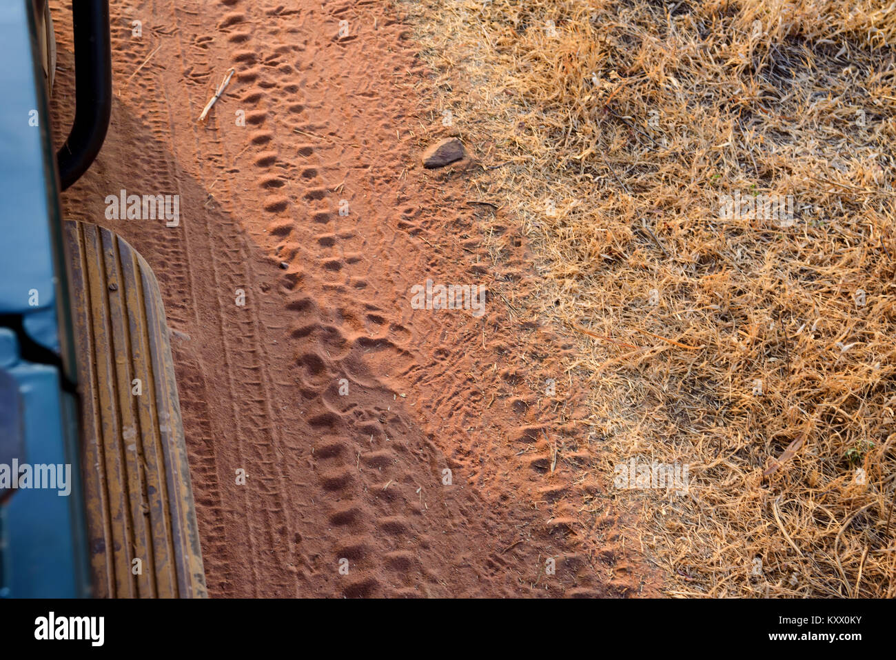 Close up tiger trail on road in national park Stock Photo - Alamy