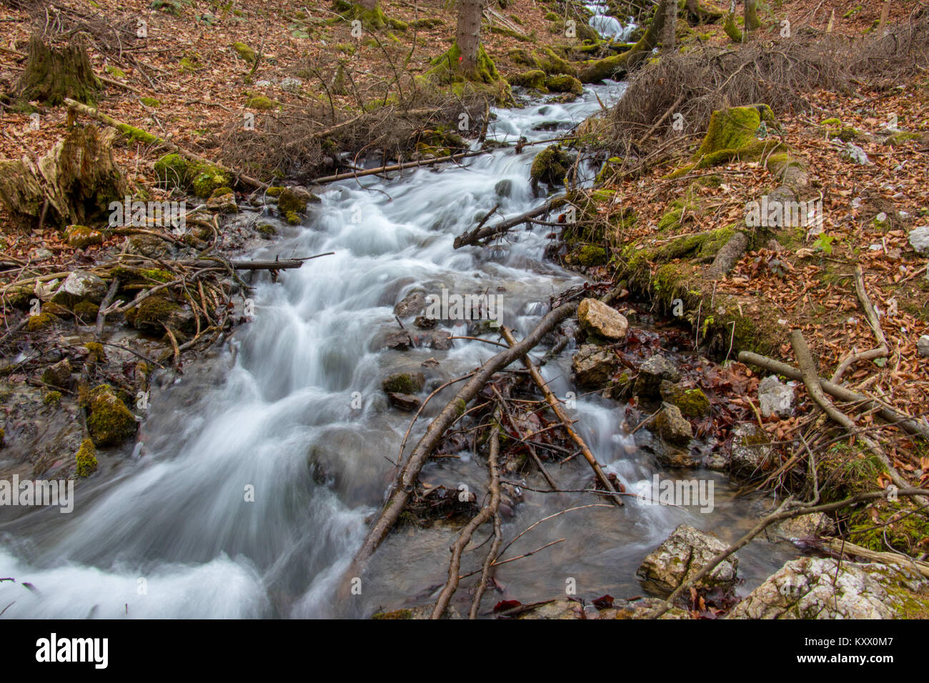 water flowing over moss and branches everywhere Stock Photo - Alamy