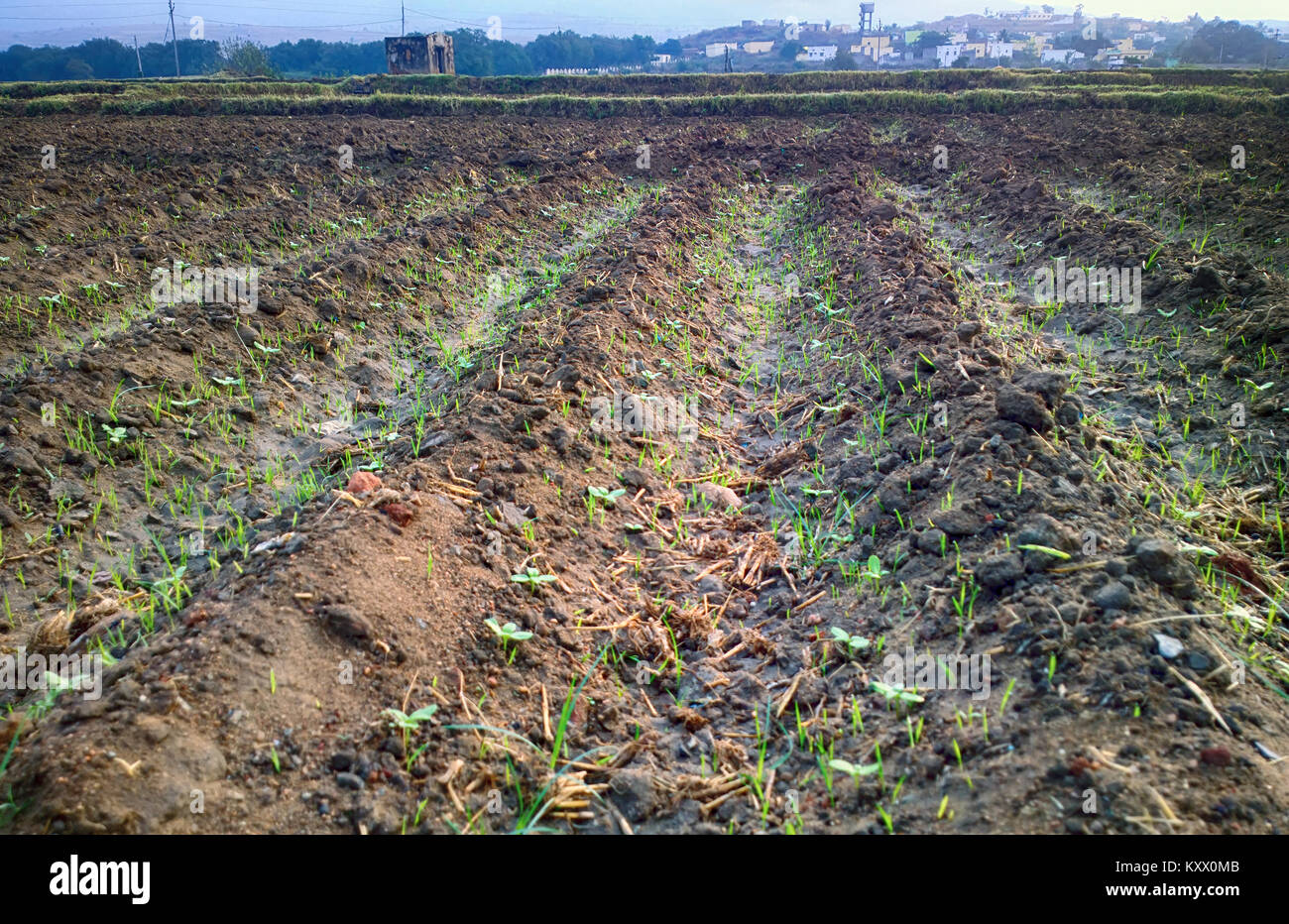 Spring farming in South Asia. Planted with rice checks not yet filled ...