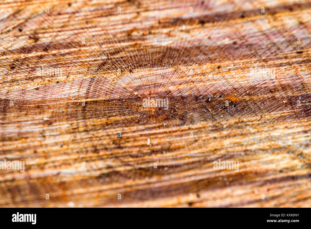 Wood texture of cut tree Stock Photo - Alamy