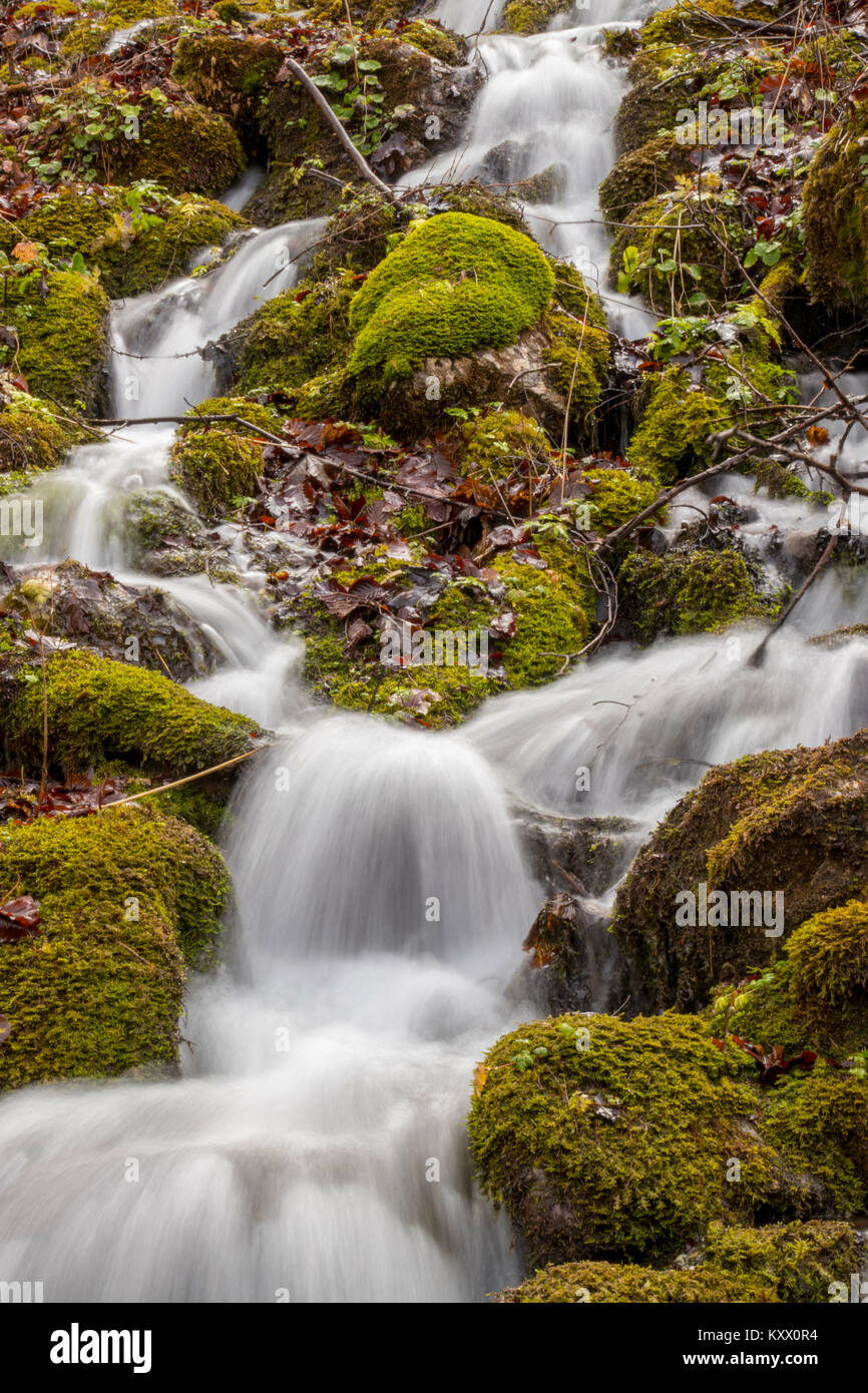 water flowing over moss in forest Stock Photo - Alamy