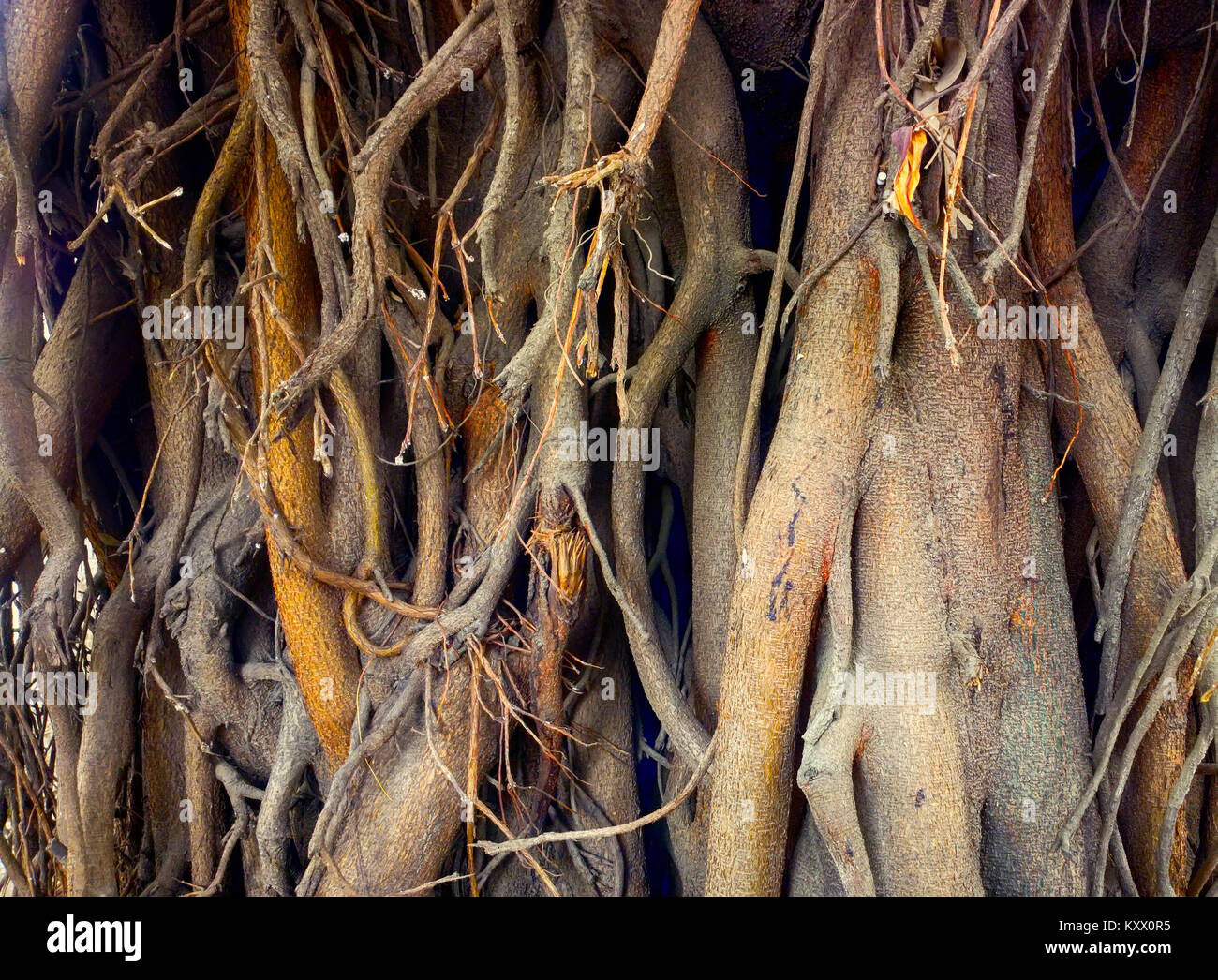 Animism tree hi-res stock photography and images - Alamy