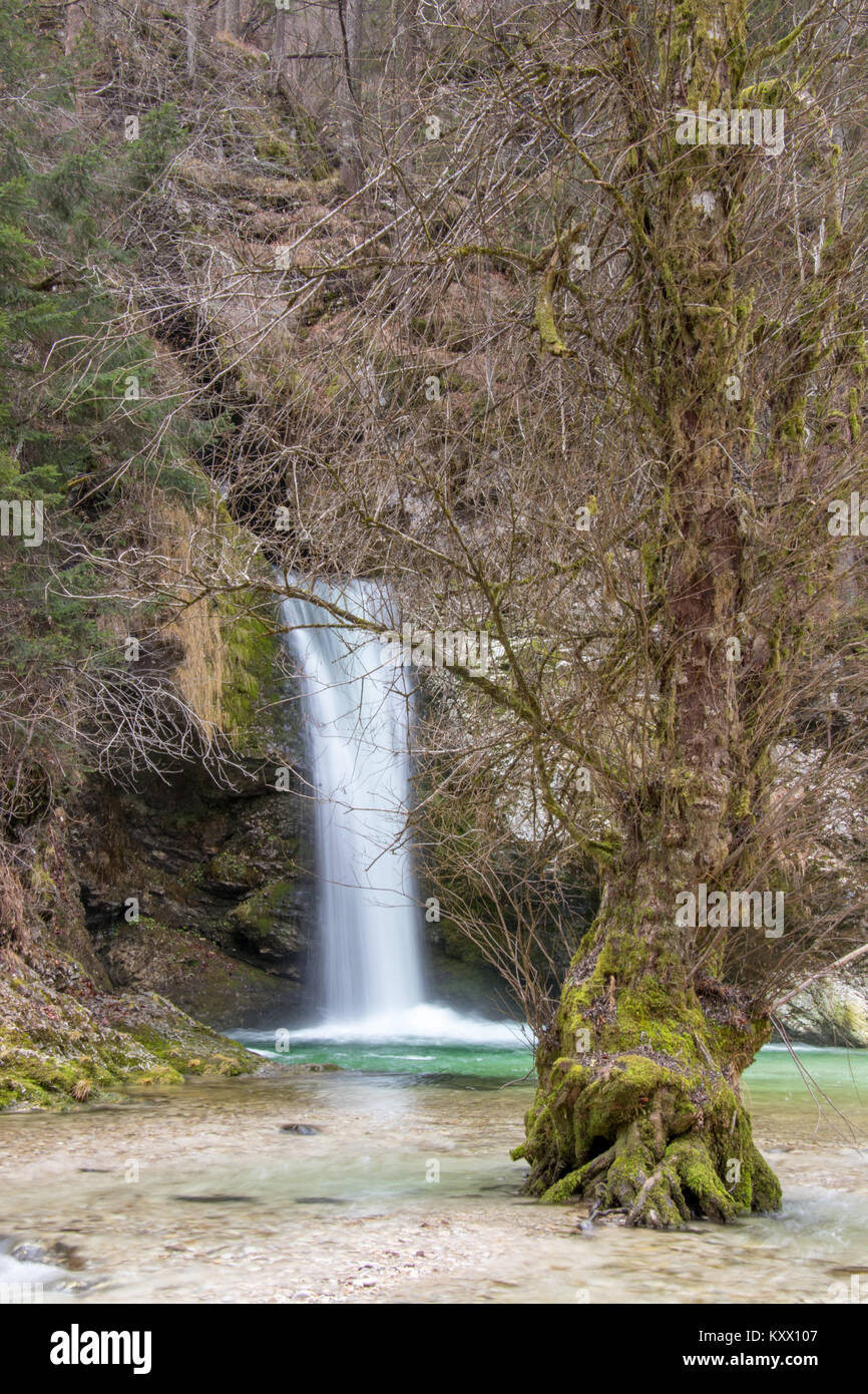 tree and small beautiful waterfalls Stock Photo - Alamy