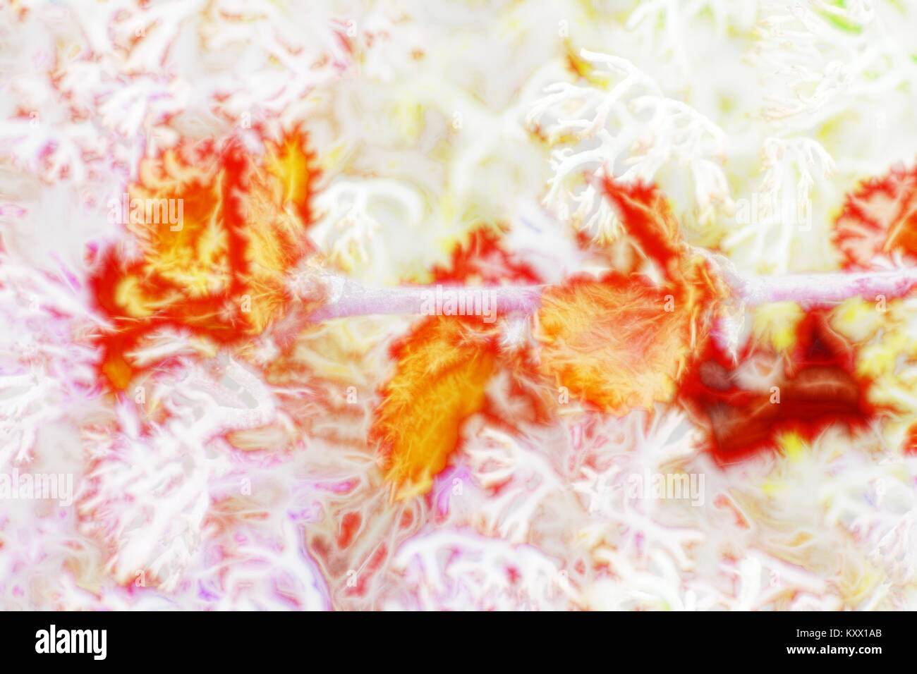 Abstract background computer generated. Frozen young tree branch Stock ...