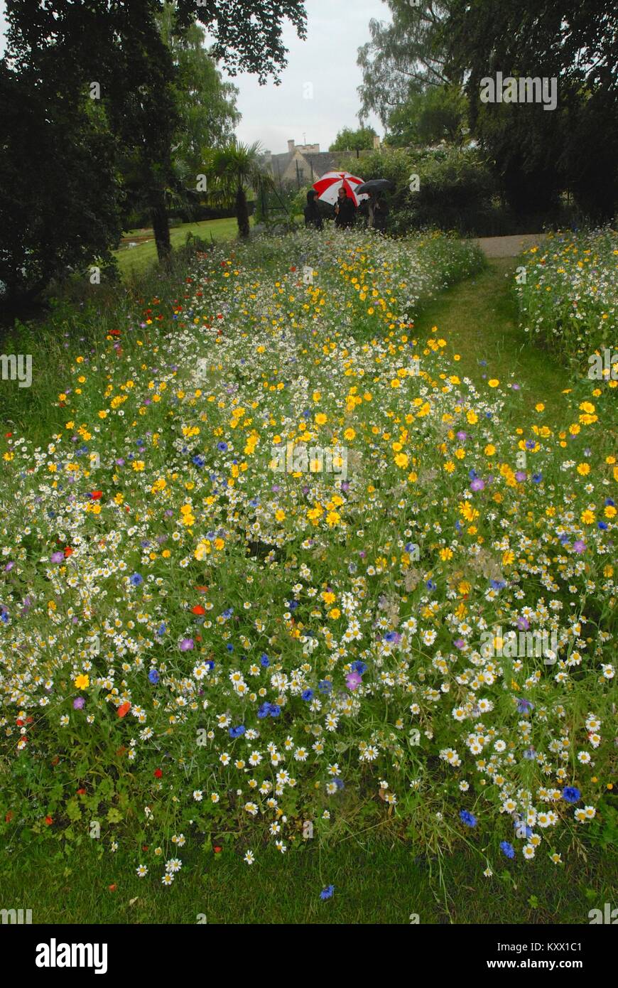 Wild Flower Meadow Stock Photo - Alamy