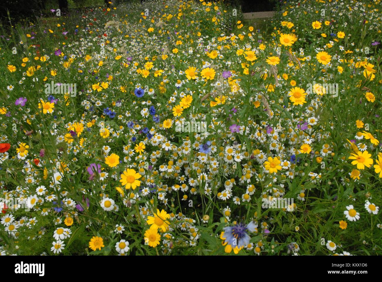 Wild Flower Meadow Stock Photo - Alamy