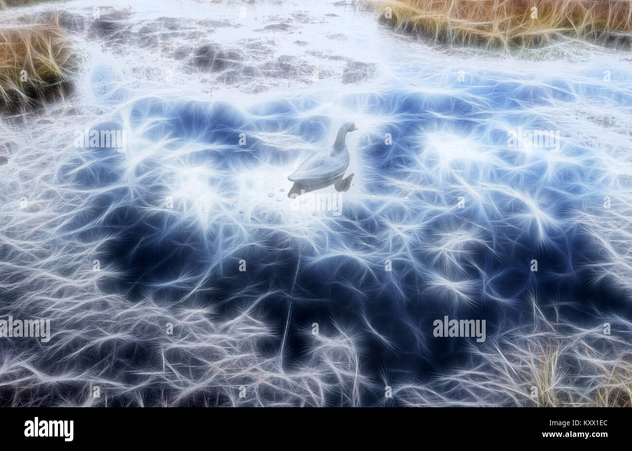 Magic elusive duck on enchanted lake, eternal stranger, everlasting ...