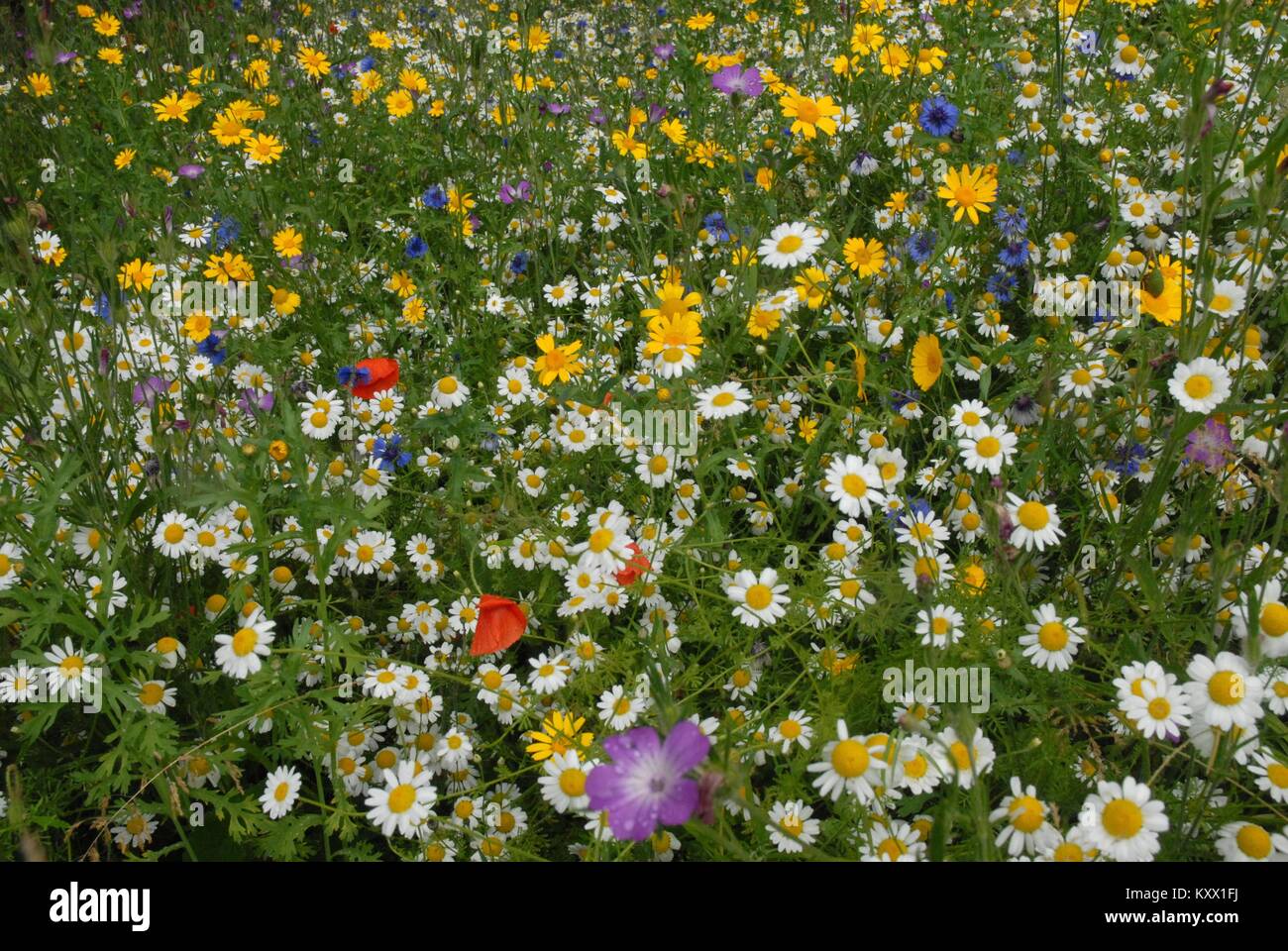 Mixed wild flowers hi-res stock photography and images - Alamy