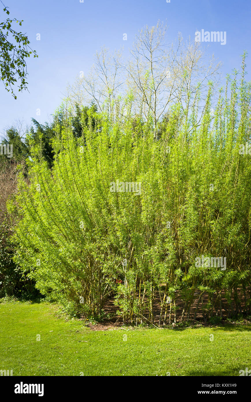 New willow stems hi-res stock photography and images - Alamy