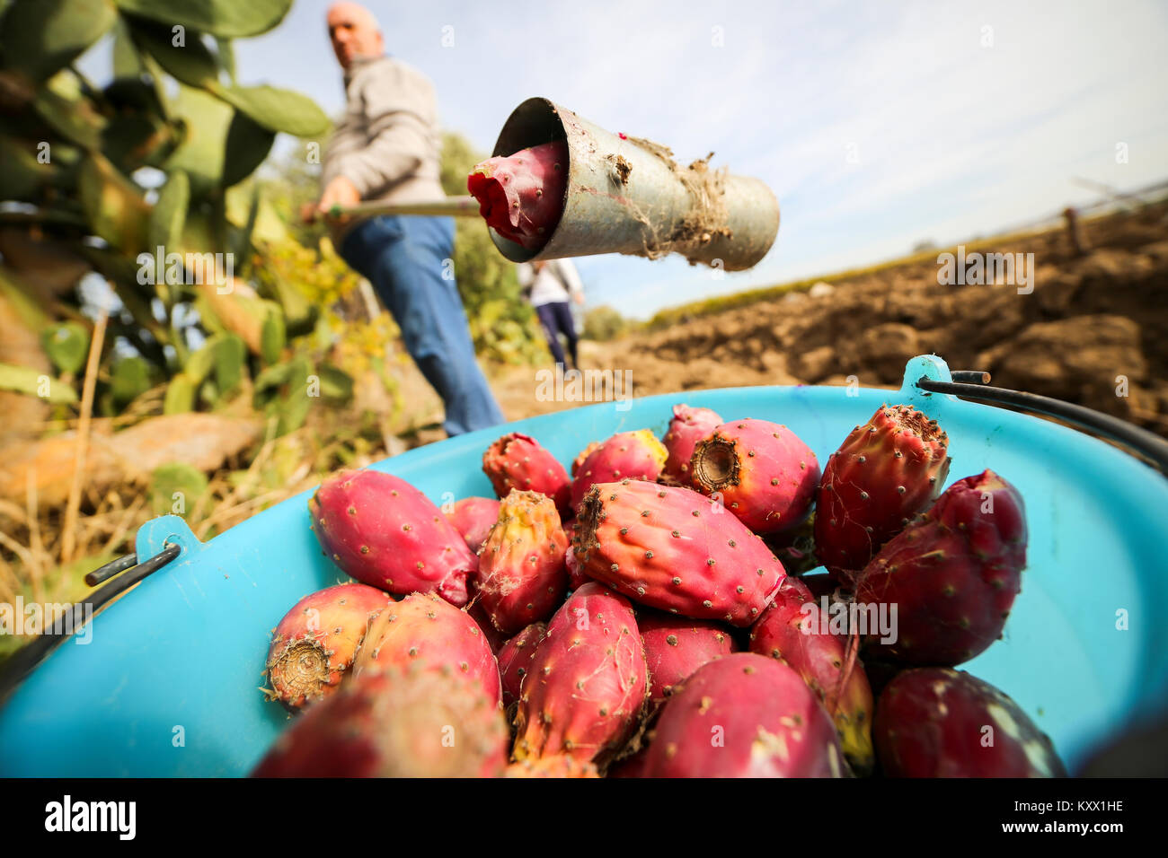 Male picking prickly pears with a ingenious tool. Canosa DP, Puglia ...
