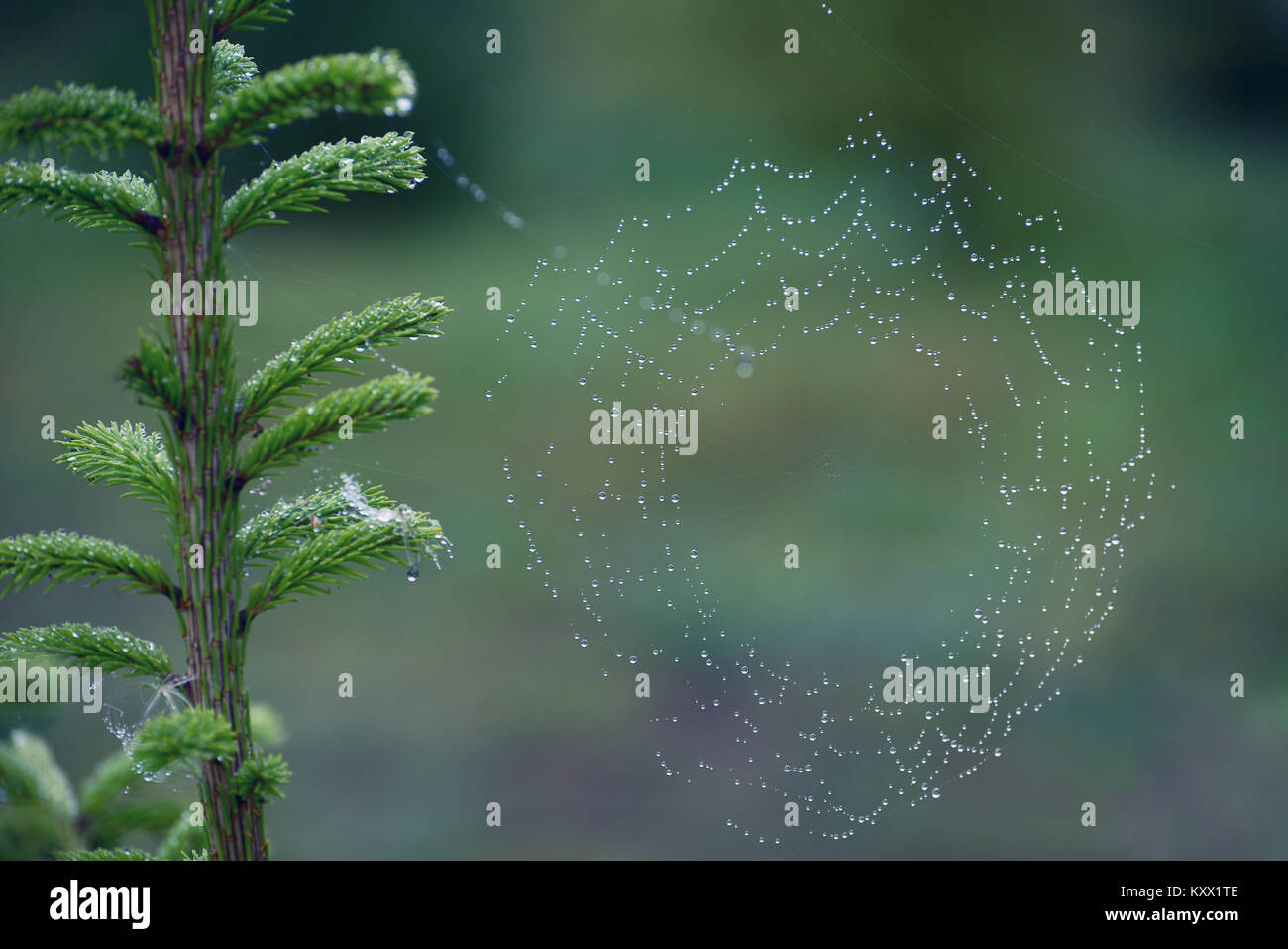 Beautiful spider web droplets hi-res stock photography and images - Alamy