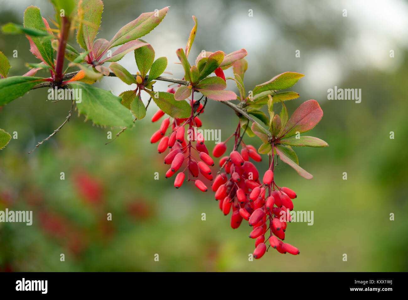 Berberis vulgaris hi-res stock photography and images - Alamy